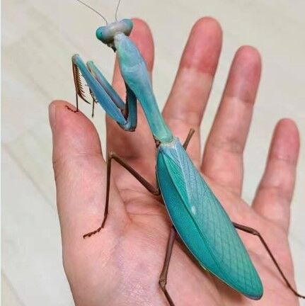 Praying mantis Insects and Extraordinary Pets. Educational