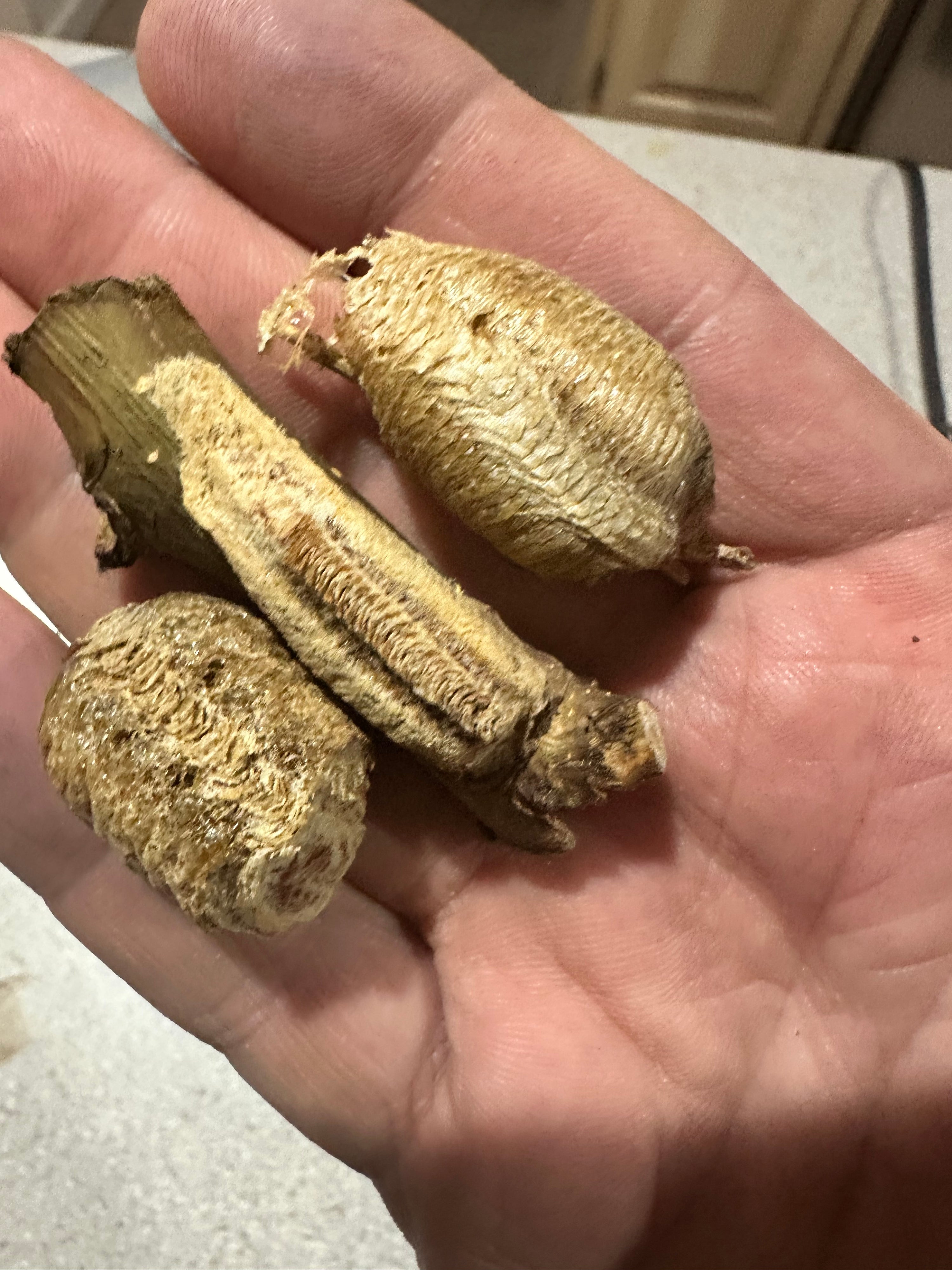 Praying mantis egg mounted in hatching container - USMANTIS