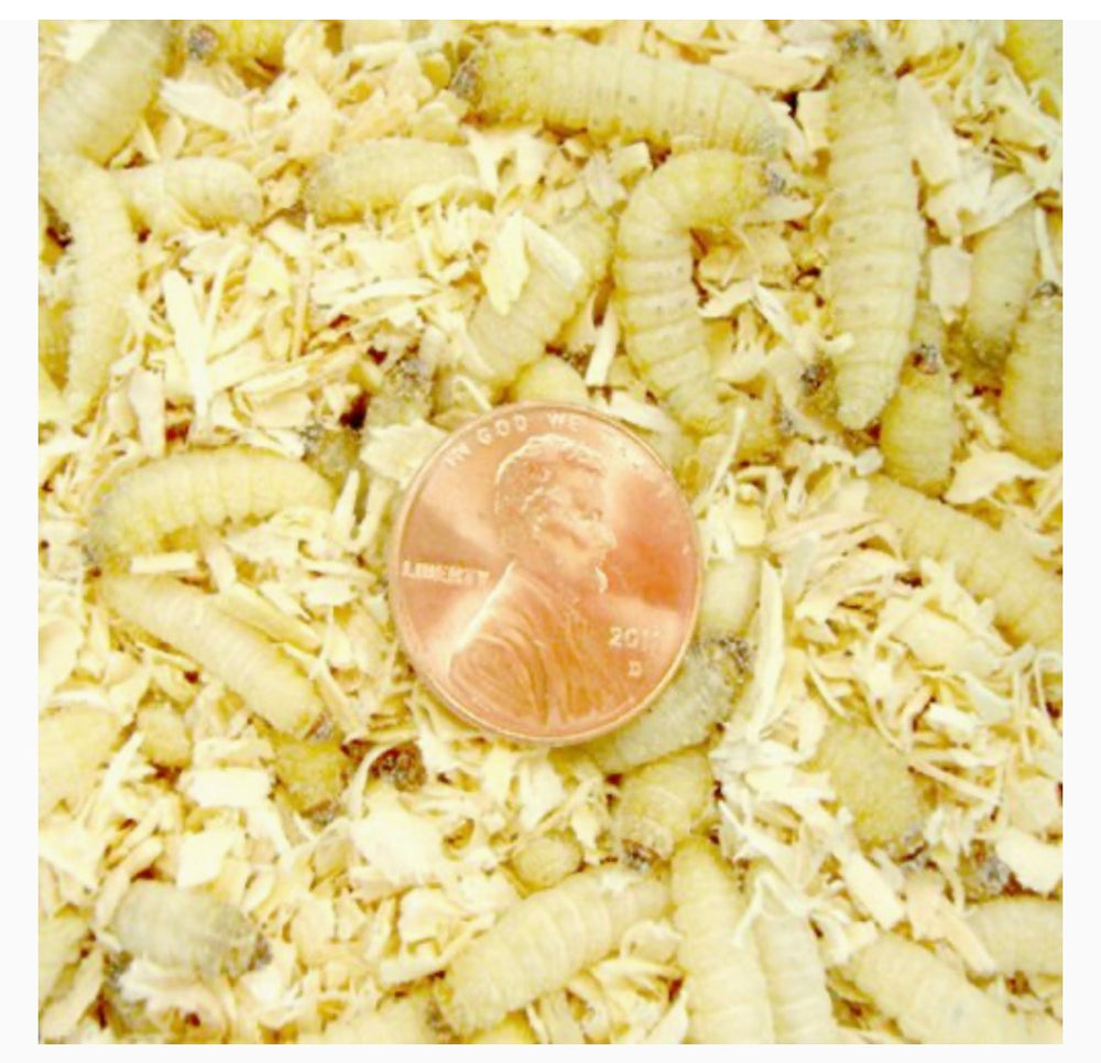 Live Waxworms Wax-moths grubs maggots - USMANTIS
