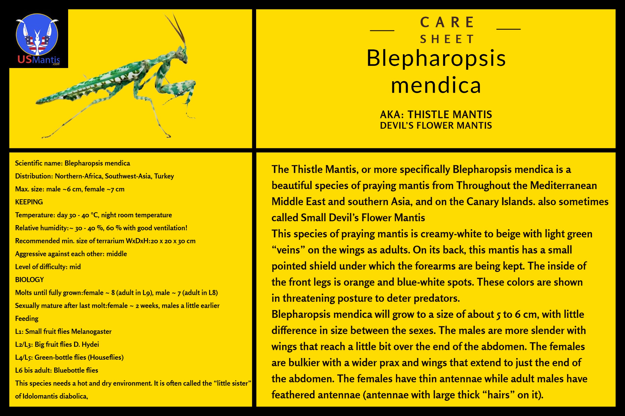 Praying mantis care sheets - USMANTIS