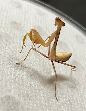 Sphodromantis sp Blue Flash Aurea Giant African Mantis - USMANTIS