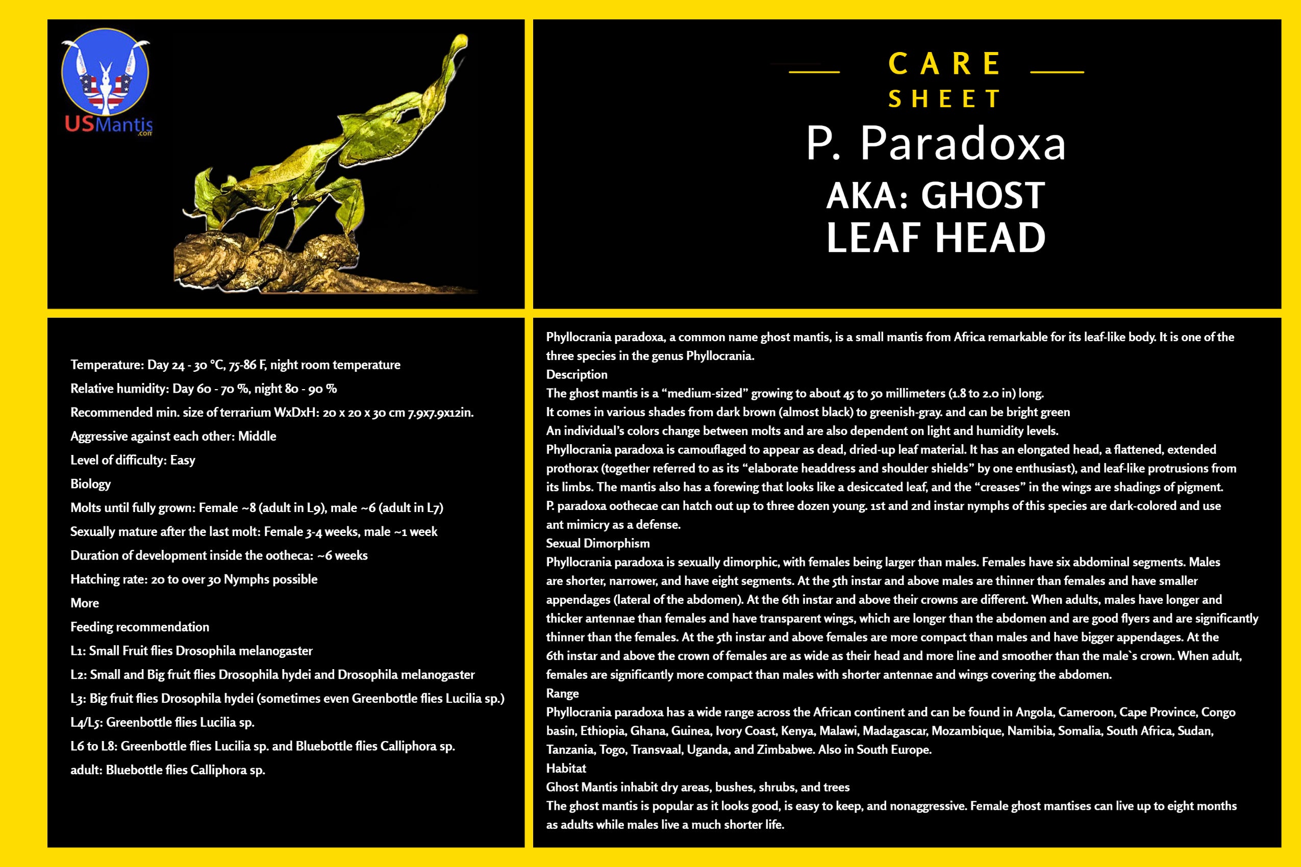 Praying mantis care sheets - USMANTIS
