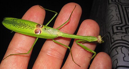 Stagmatoptera supplicaria Avocado praying mantis - USMANTIS