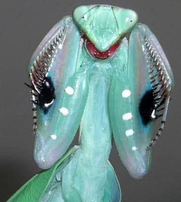 Giant Praying Mantis Species - USMANTIS