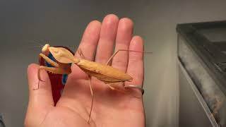 Rhombadera Kirbyi Mantis escudo gigante de Timor - USMANTIS