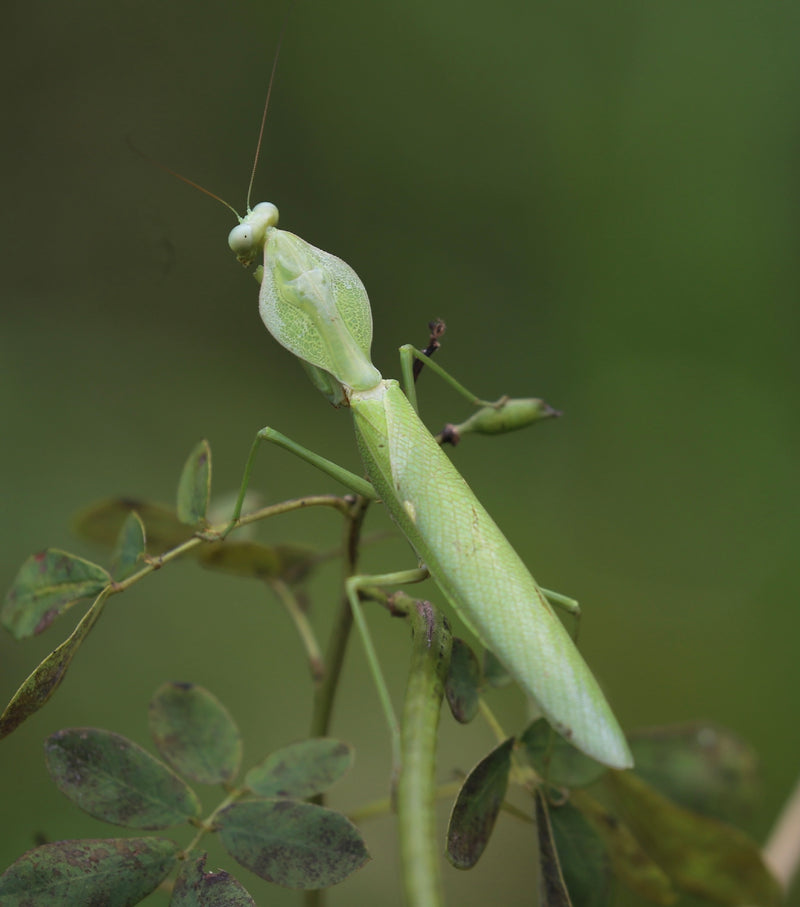 Rhombodera Species - USMANTIS