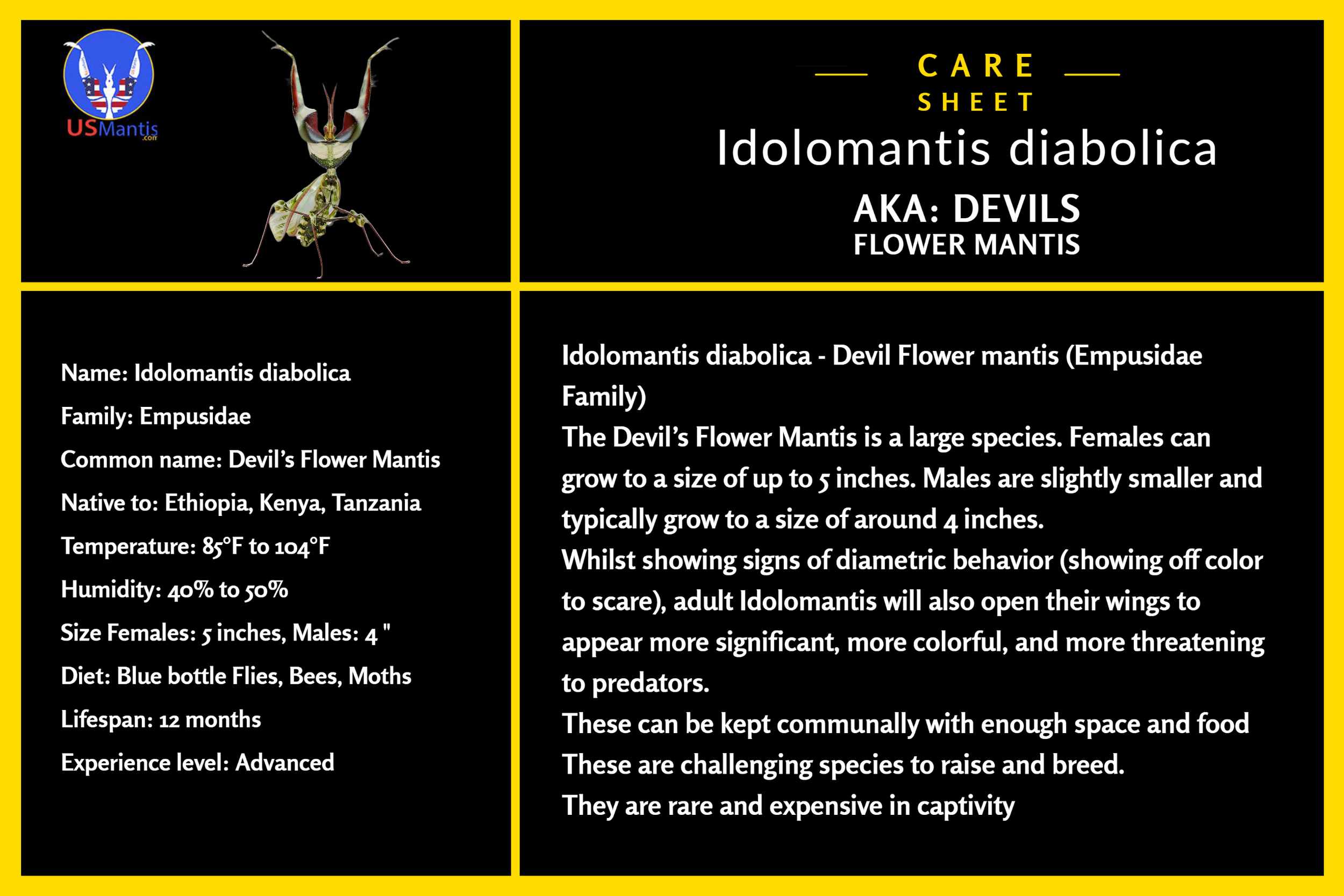 Praying mantis care sheets - USMANTIS