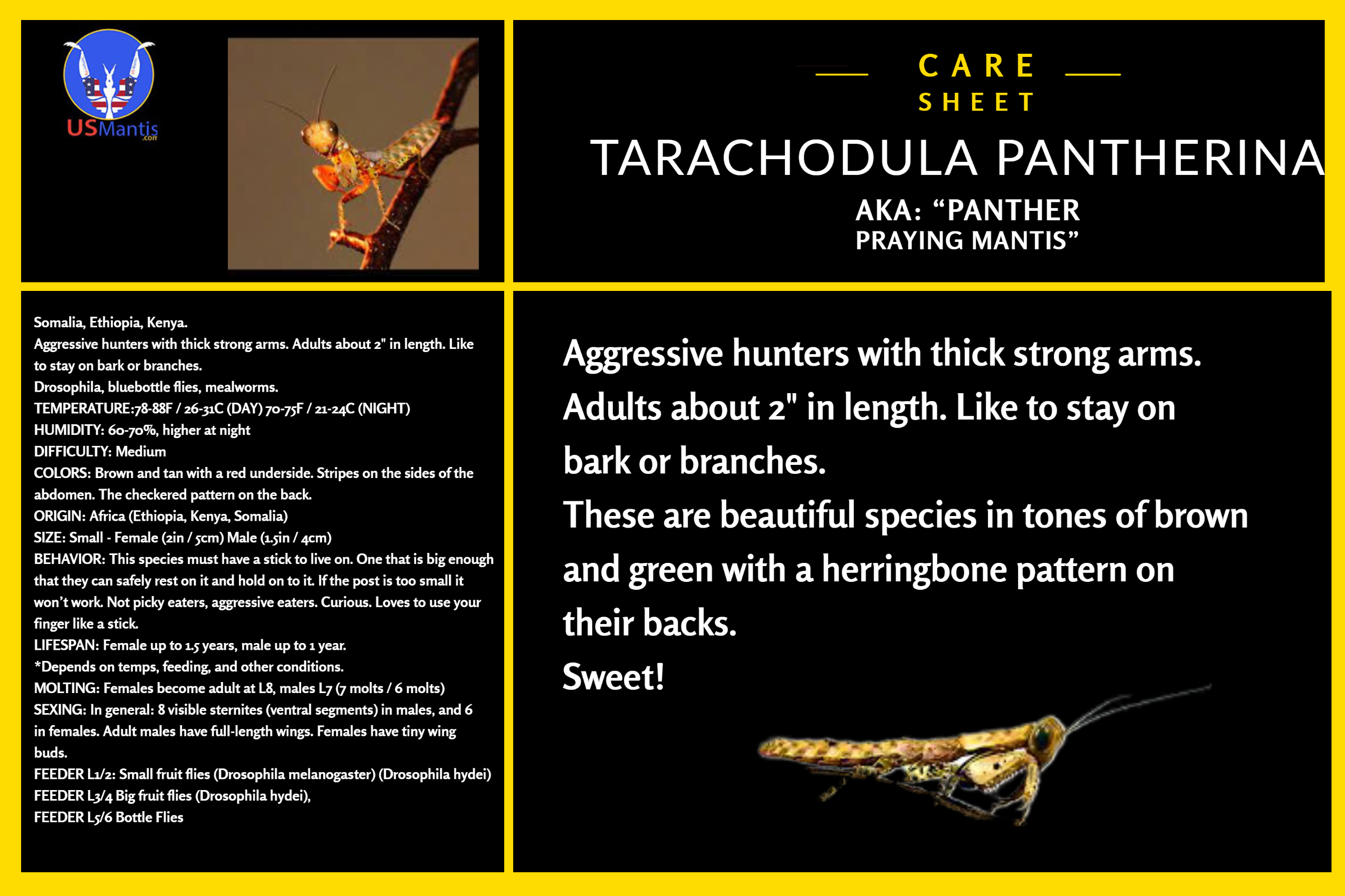 Praying mantis care sheets - USMANTIS