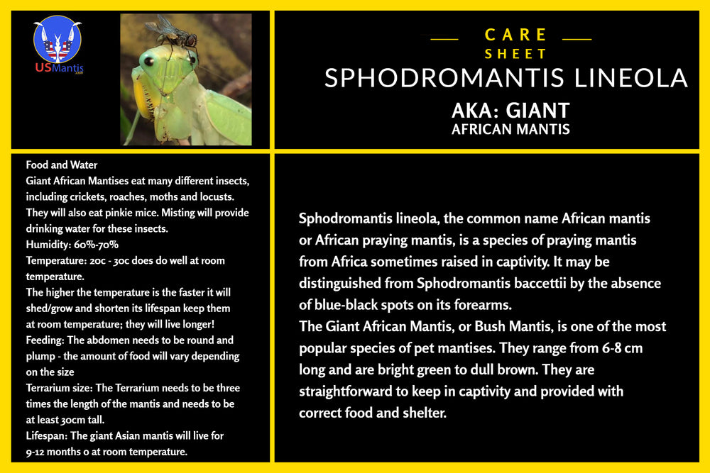 Praying mantis care sheets - USMANTIS