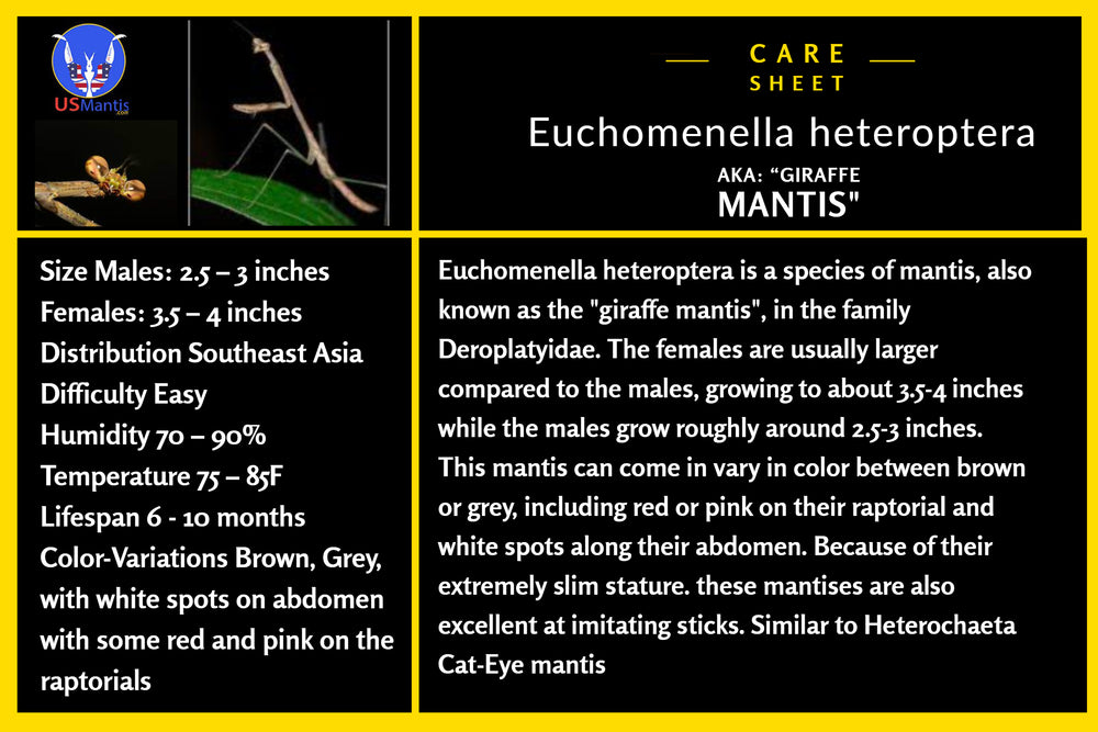 Praying mantis care sheets - USMANTIS