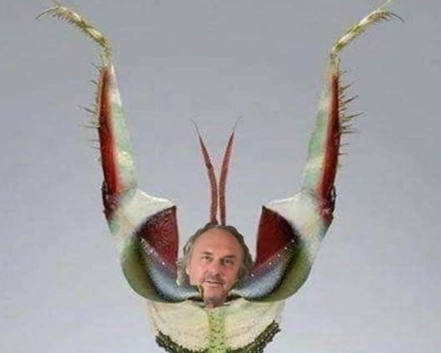 Rhombodera Species - USMANTIS