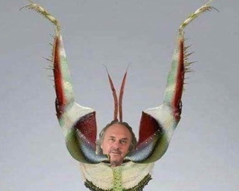 Giant Praying Mantis for sale - USMANTIS