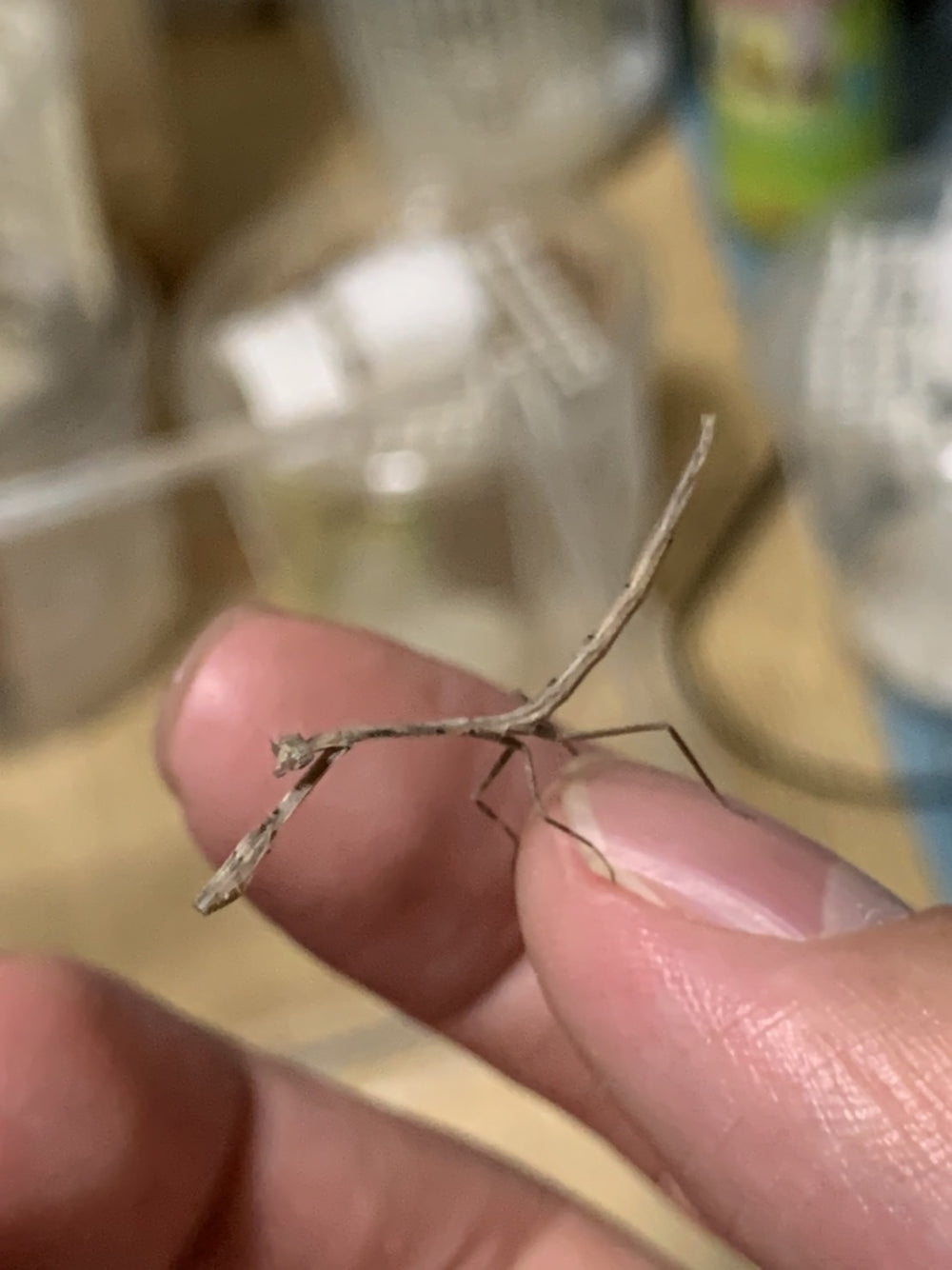 Neonanduria bolauana Giant African Twig mantis - USMANTIS