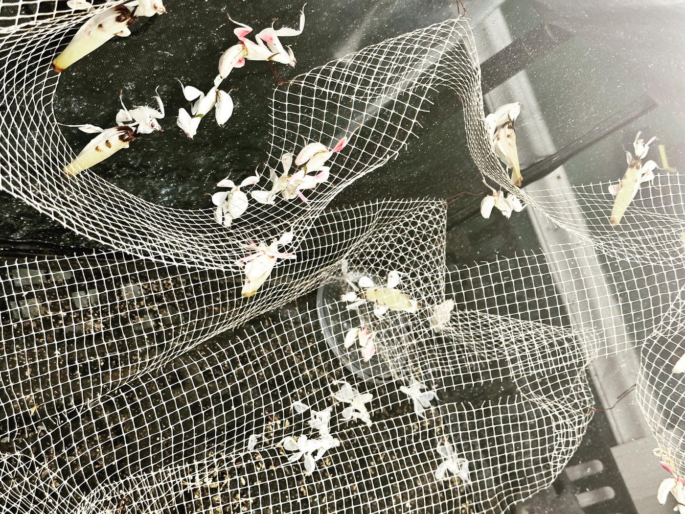 Canopy mesh - USMANTIS