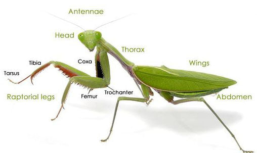 Insects and Extraordinary Pets. Educational