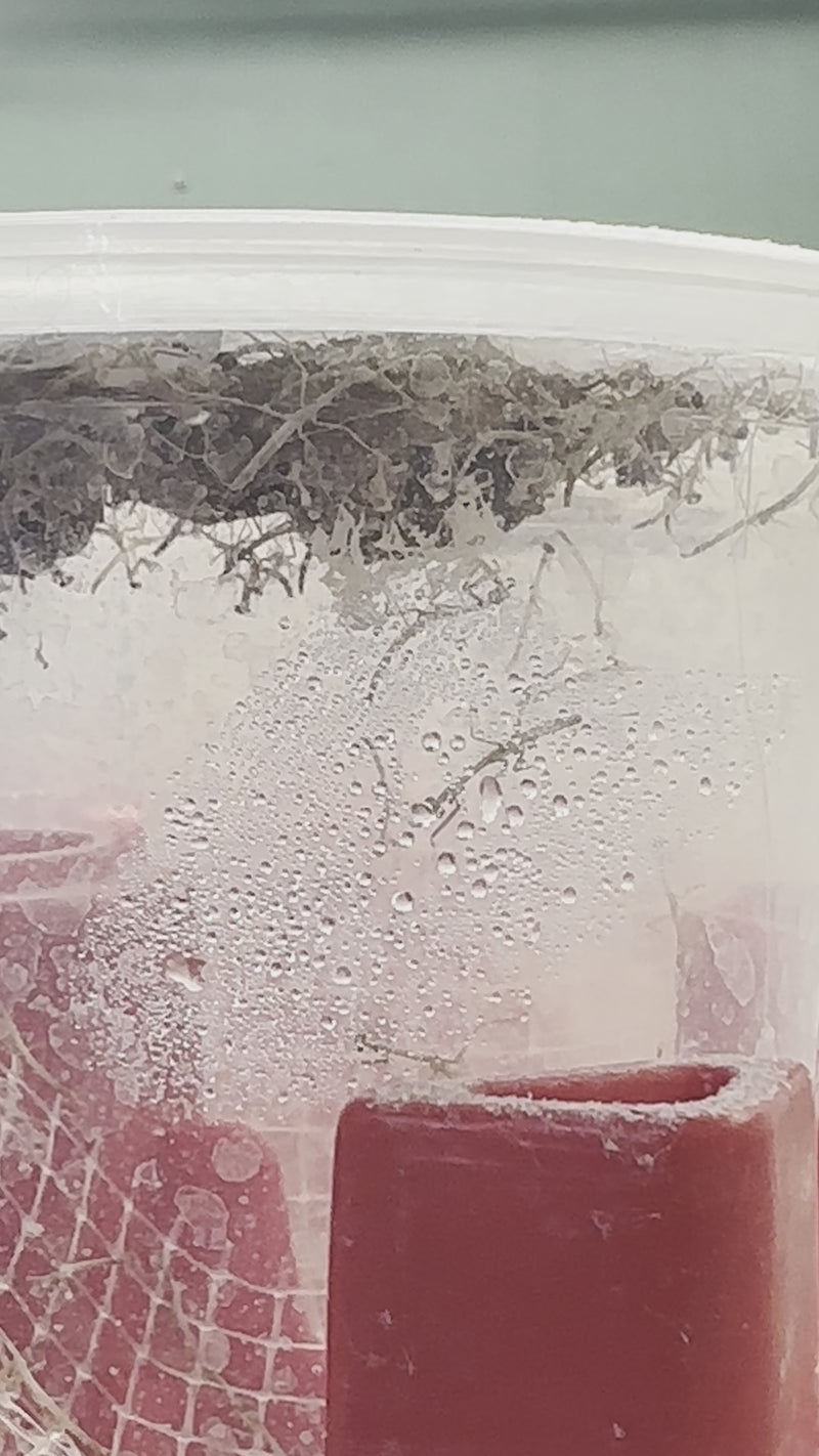 Neonanduria bolauana Giant African Twig mantis - USMANTIS