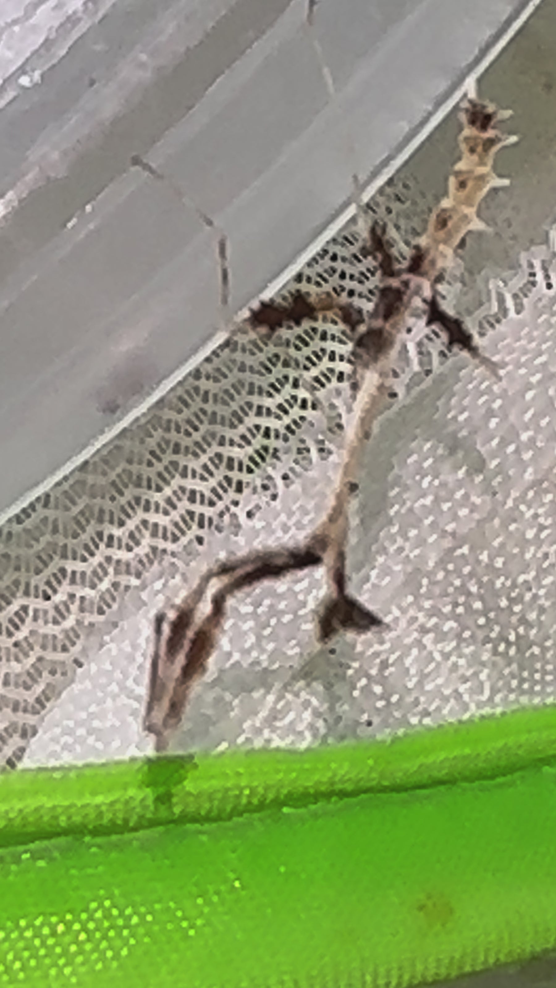 Metatoxodera subparallela praying mantis - USMANTIS