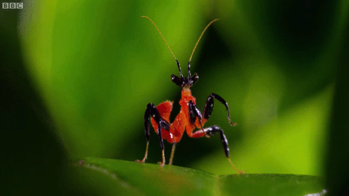 Praying mantis Insects and Extraordinary Pets. Educational