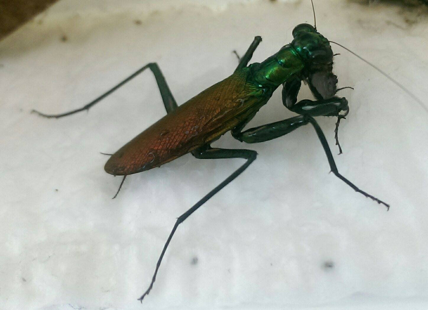 Metallyticus violaceous - USMANTIS