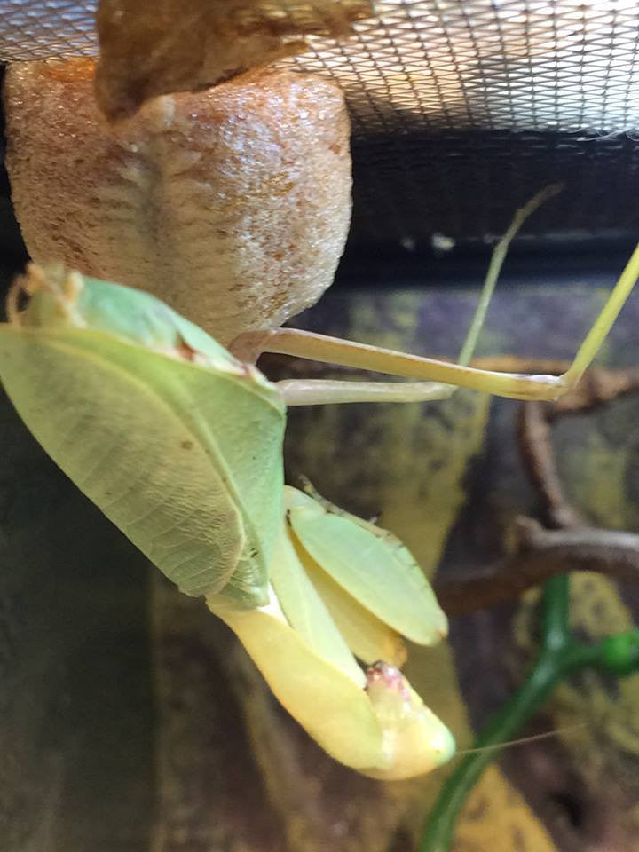 Sphodromantis lineola Giant African Mantis ooths and live - USMANTIS