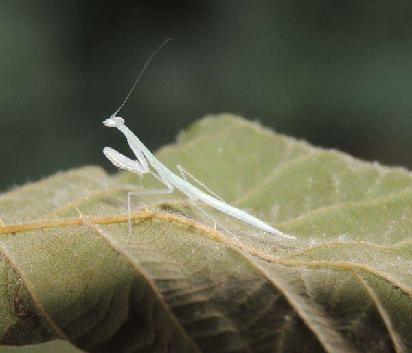Sinomantis denticulata “Glass Mantis” - USMANTIS