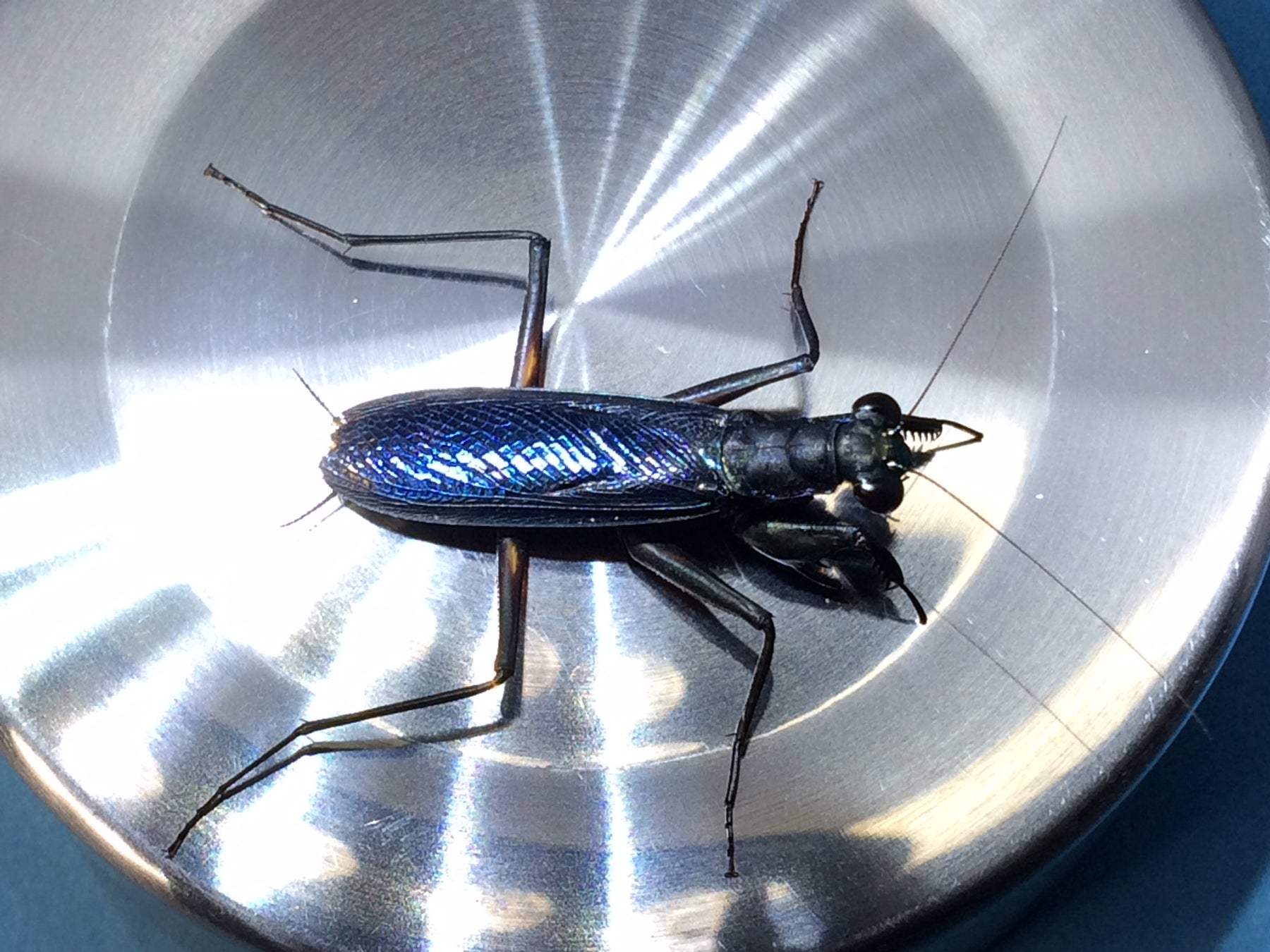 Metallyticus splendidus. Iridescent bark mantis - USMANTIS