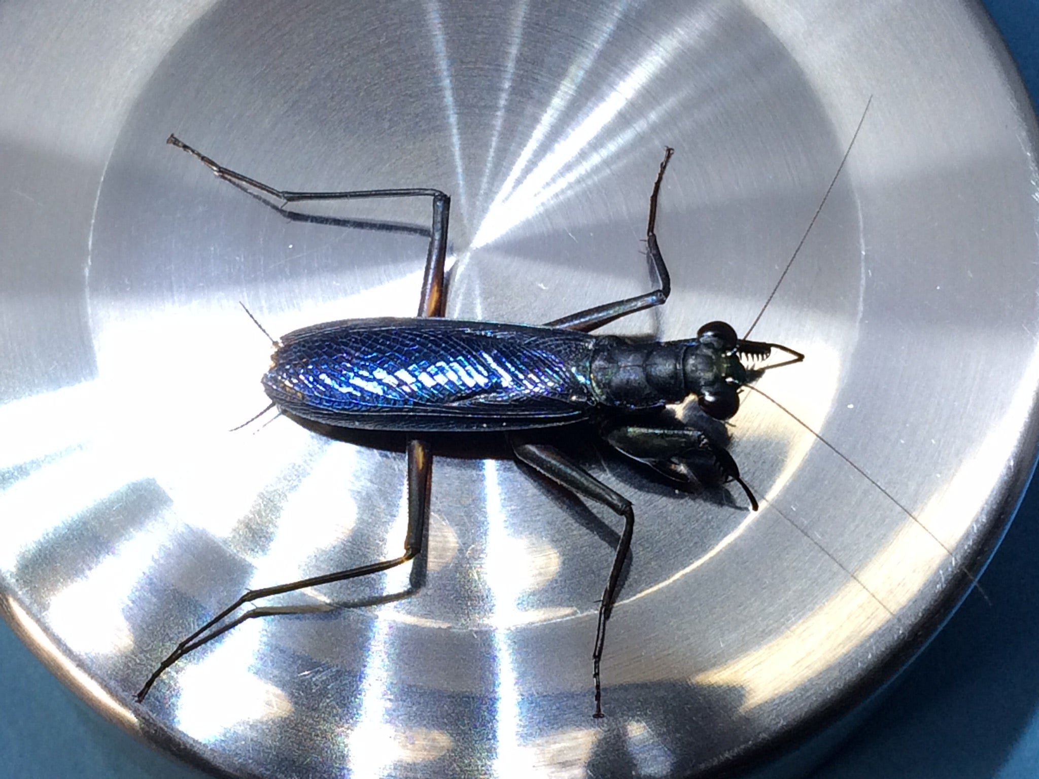 Metallyticus splendidus. Iridescent bark mantis - USMANTIS