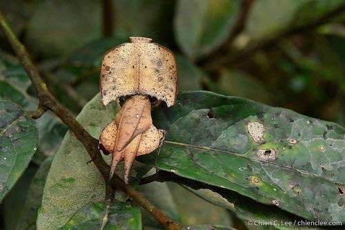 Brancsikia freyi hoja muerta nueva especie - USMANTIS
