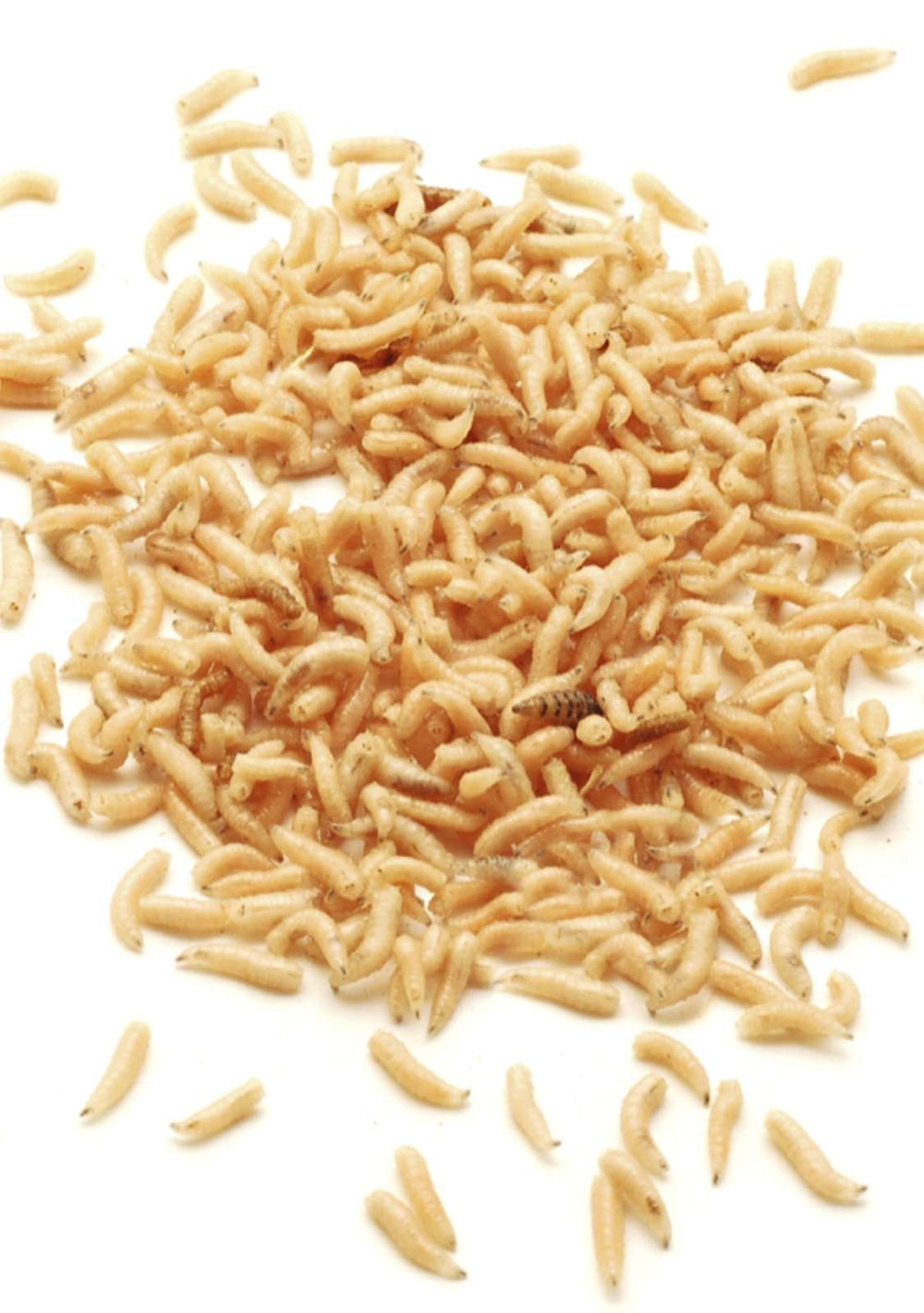 Blue Bottle Fly Spikes Pupae pollinators, larvae ,grubs, USDA raised F ...