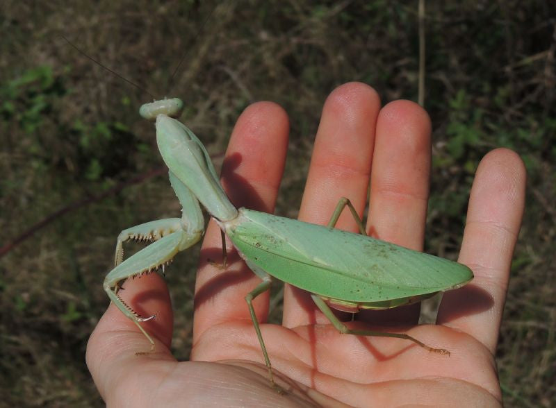 Rhombodera megaera Giant Thai praying mantis - USMANTIS