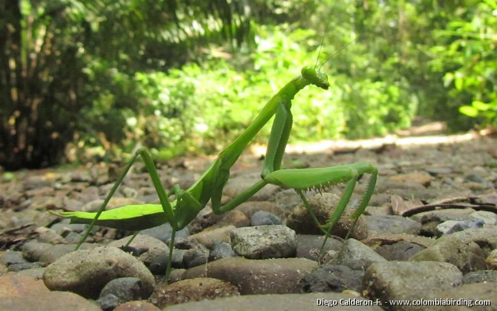 Macromantis Giant praying mantis Extreme Large Rare - USMANTIS