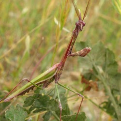 Idolomorpha lateralis "Alien head mantis" for sale - USMANTIS