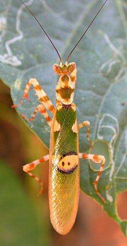 Communal specie mantids that can live together in groups - USMANTIS