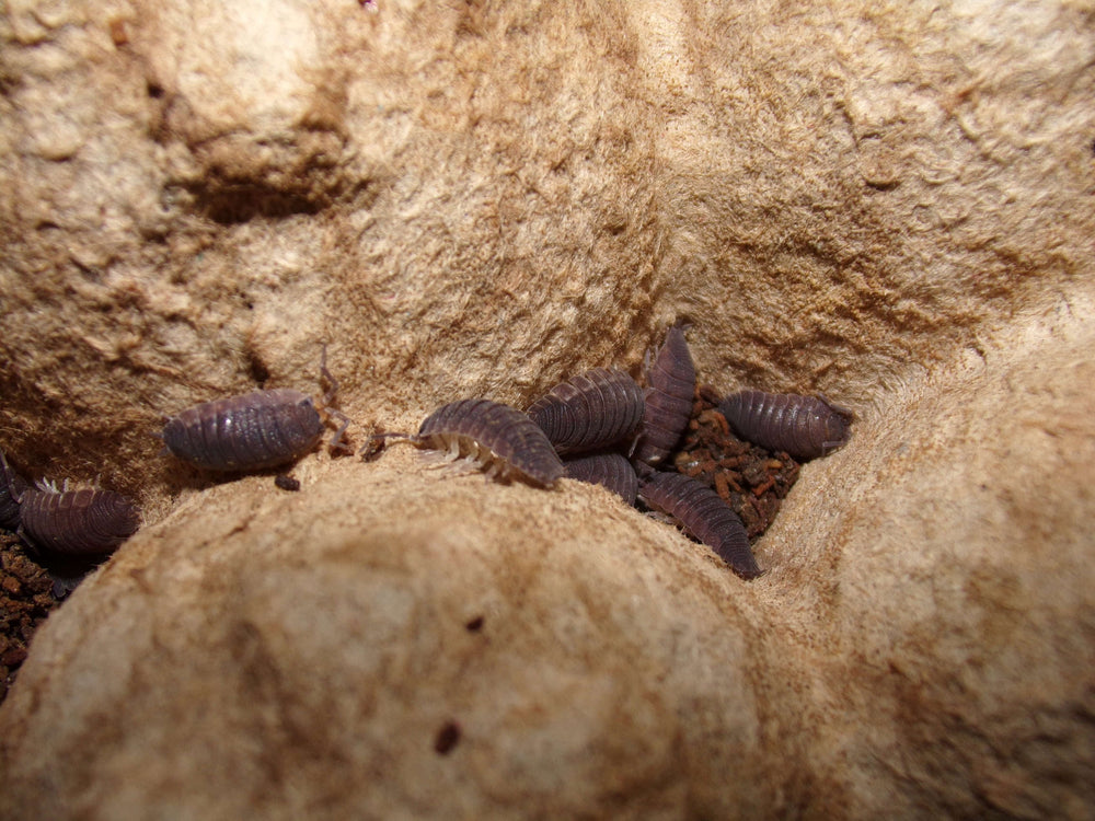 Cubaris Murina-10 count bioactive isopods - USMANTIS