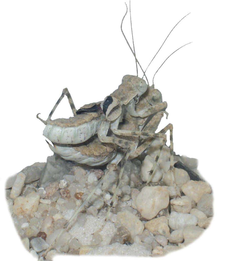 Eremiaphila species. Desert mantis - USMANTIS