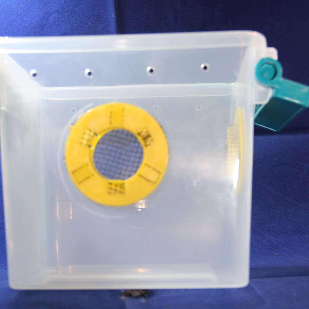 Best insect habitat cage for praying mantis. Bug Box clear locking lid ...