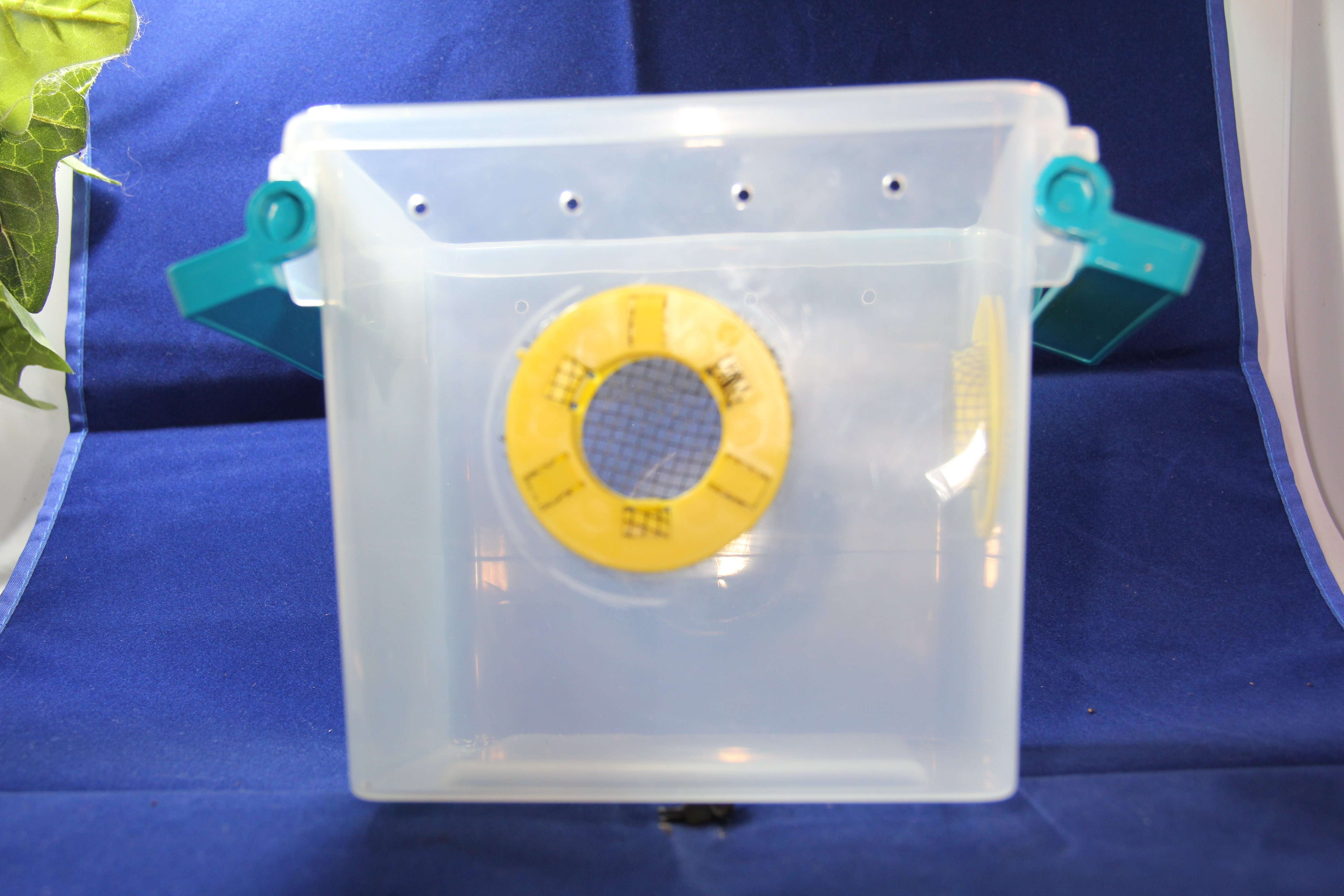 Best insect habitat cage for praying mantis. Bug Box clear locking lid ...