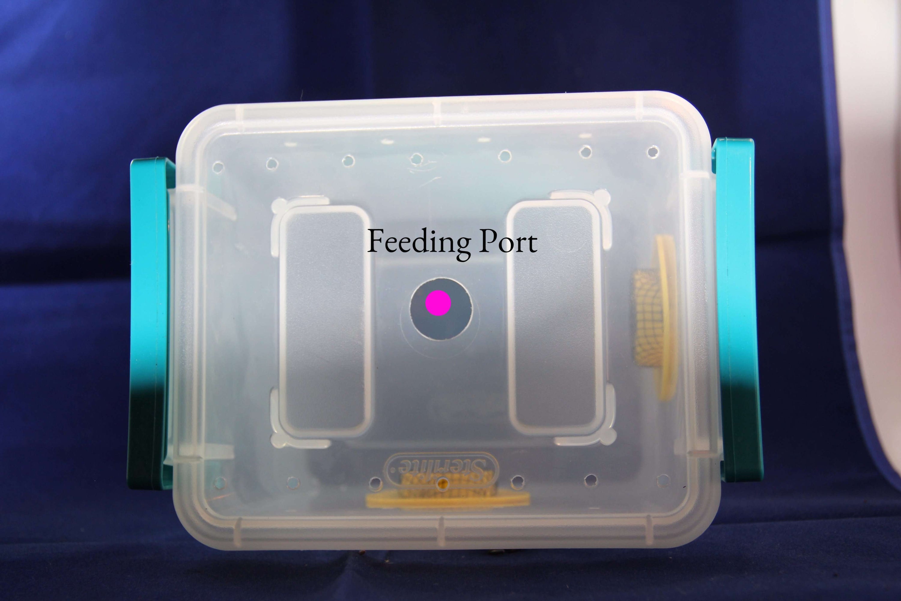 Best insect habitat cage for praying mantis. Bug Box clear locking lid ...