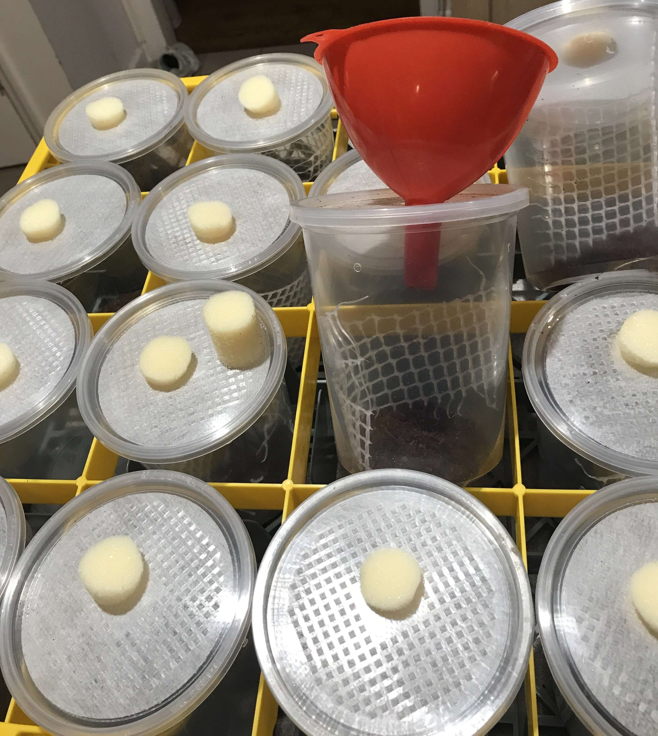 Complete praying mantis habitat Kit with Feeding Port. Mantis keepers ...