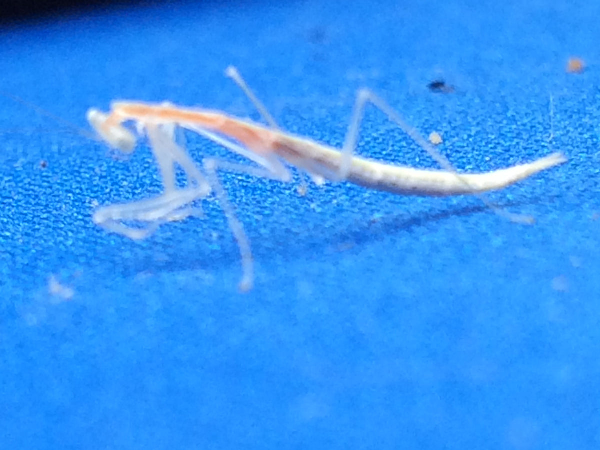 Sinomantis denticulata “Glass Mantis” - USMANTIS