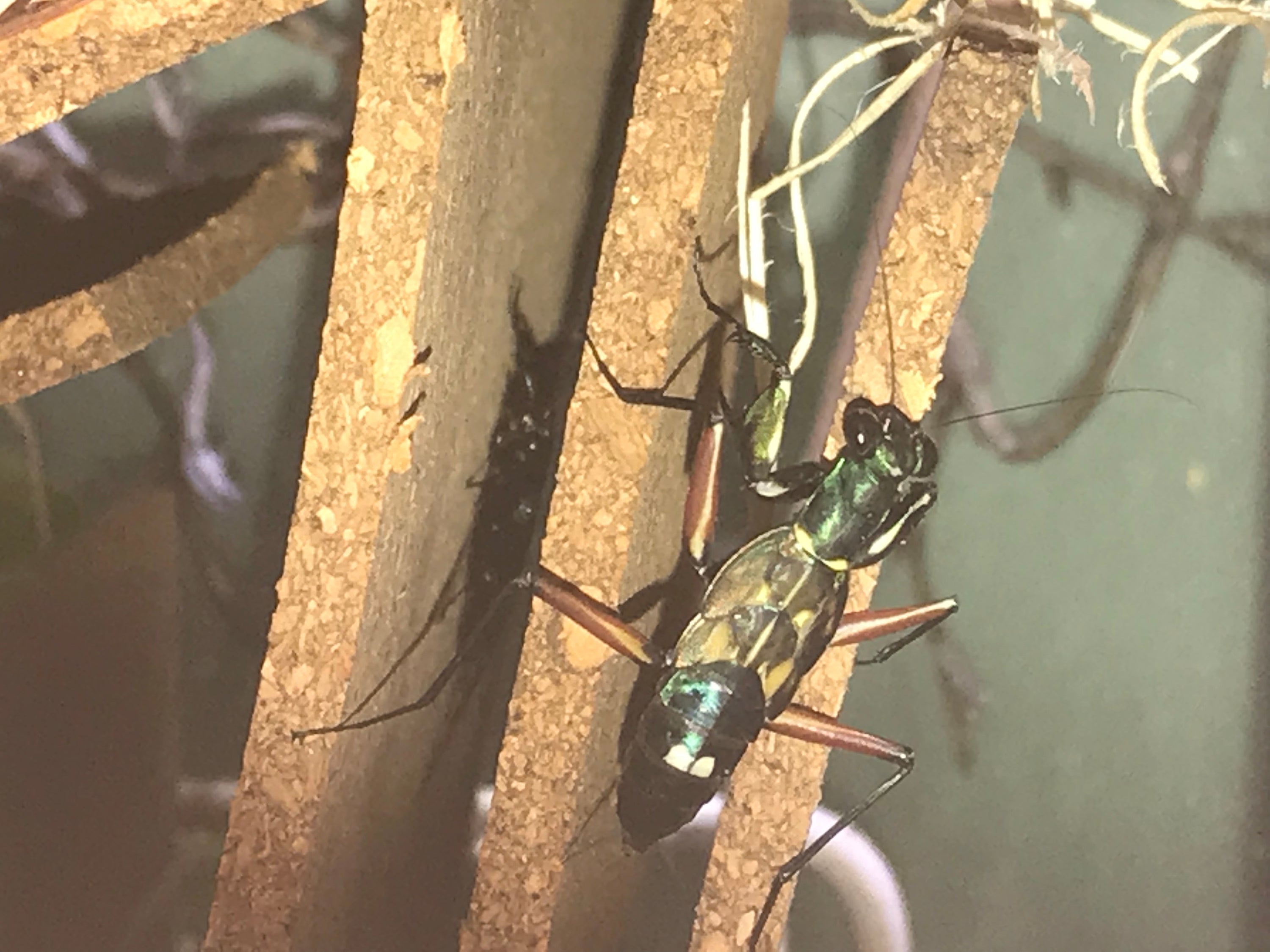 Metallyticus splendidus. Iridescent bark mantis - USMANTIS
