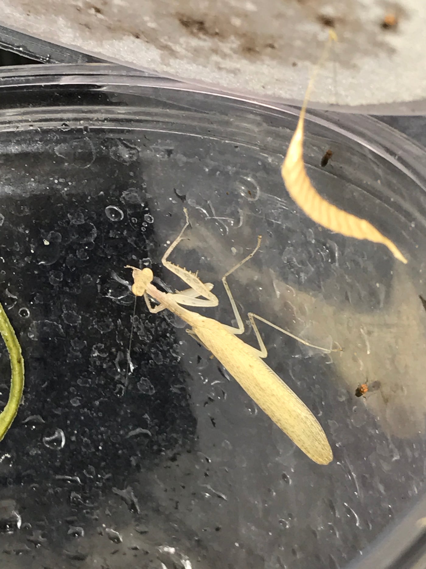 Sinomantis denticulata “Glass Mantis” - USMANTIS