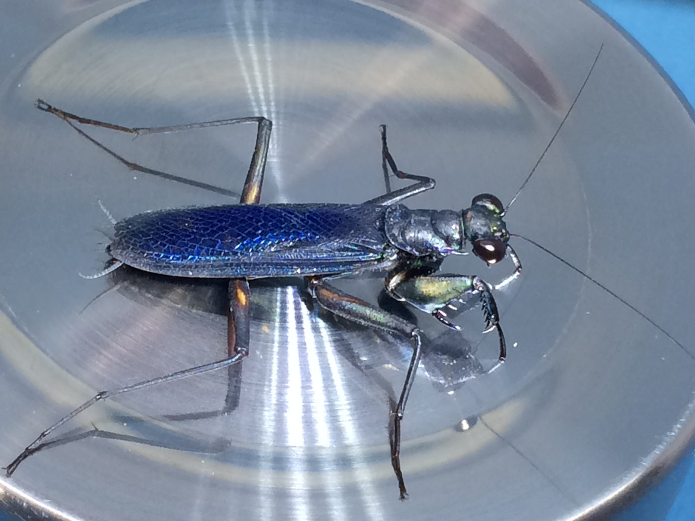 Metallyticus splendidus. Iridescent bark mantis - USMANTIS