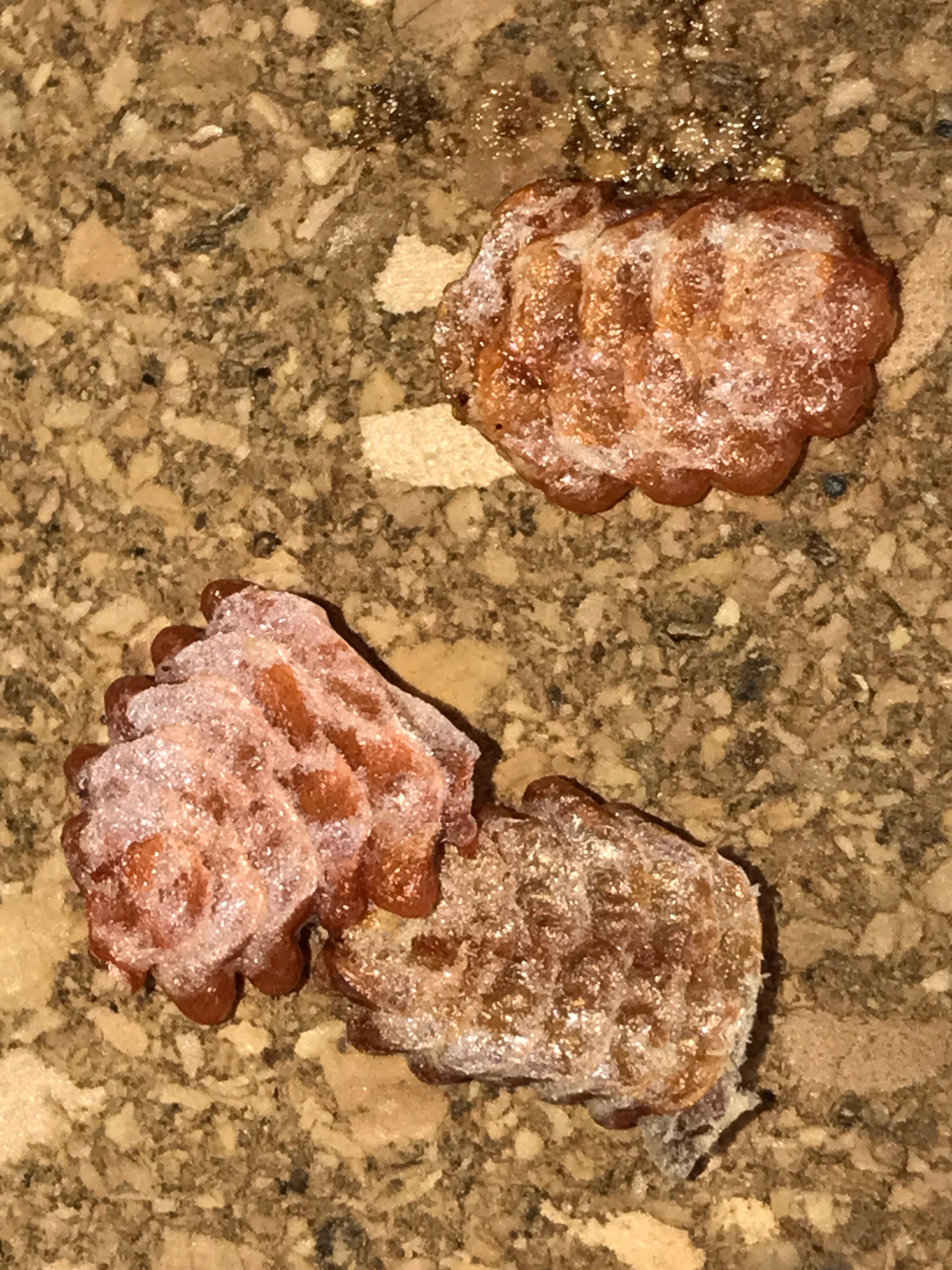 Metallyticus splendidus. Iridescent bark mantis - USMANTIS