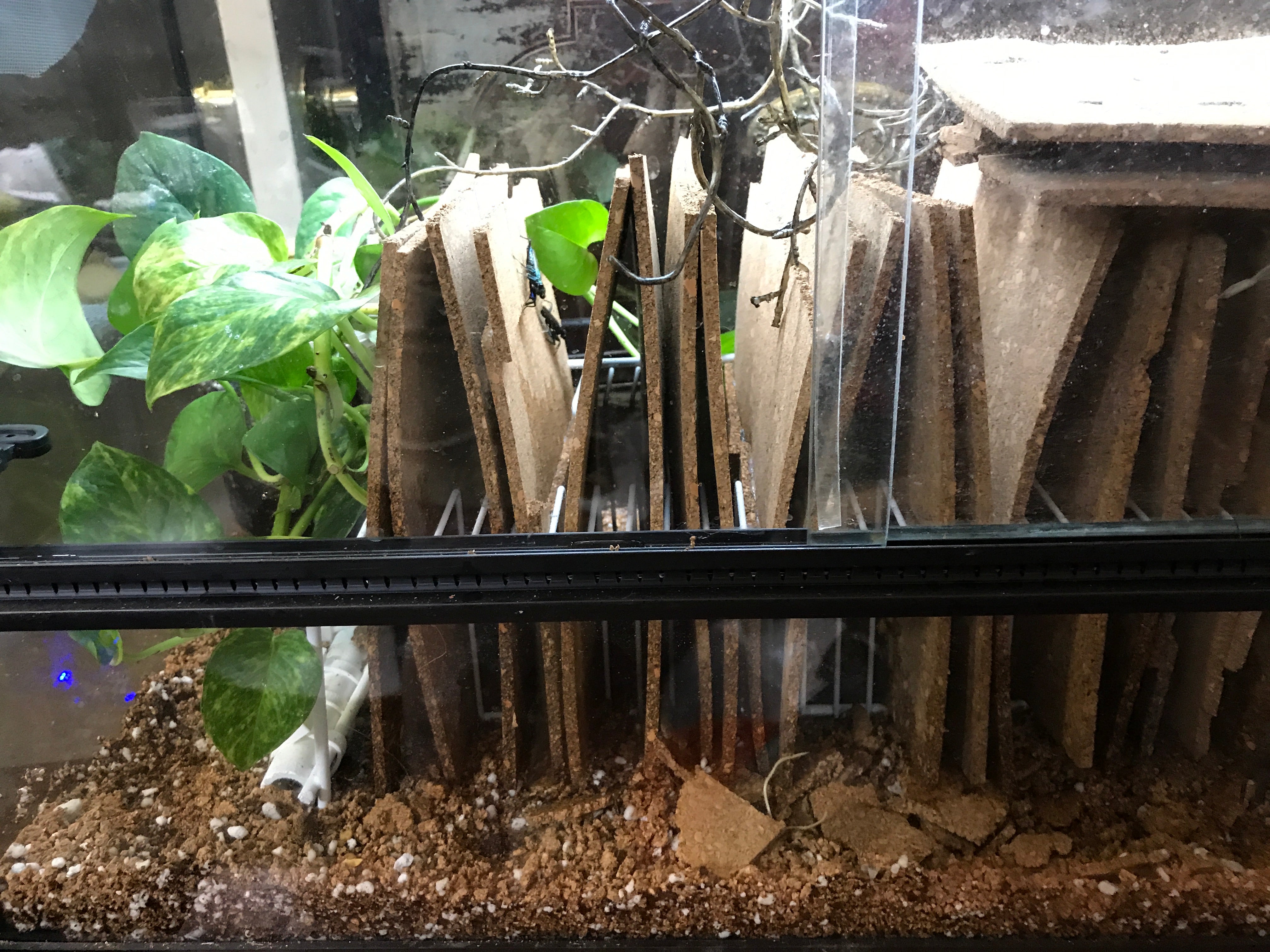 Metallyticus splendidus. Iridescent bark mantis - USMANTIS