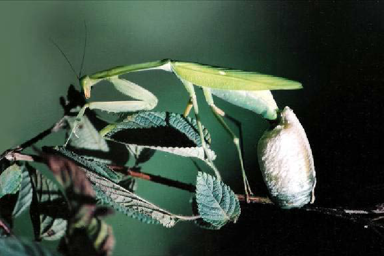 Hierodula membranacea Giant Asian Mantis - USMANTIS