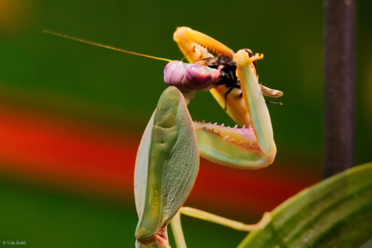 Rhombodera Basalis Giant Shield Mantis - USMANTIS