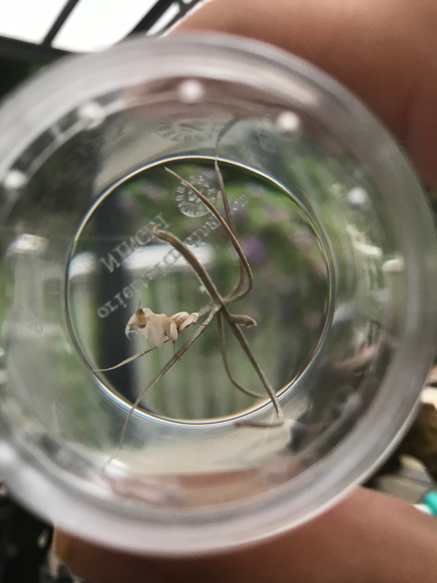 Magnifying insect jars with lids. Acrylic containers 31/2" tall and 21 ...