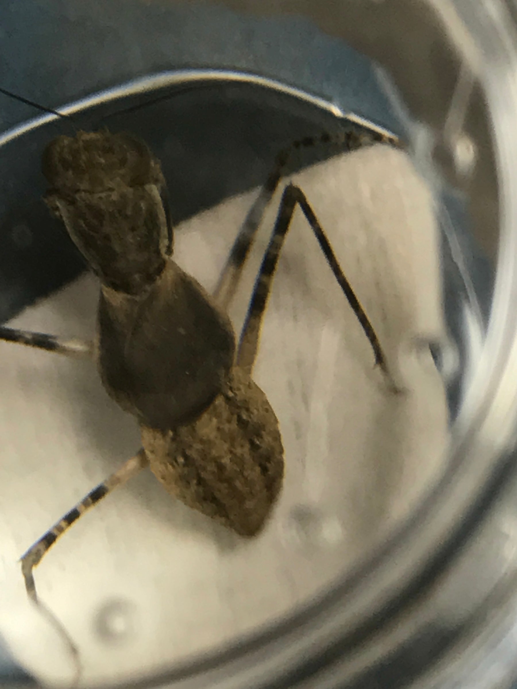 Magnifying insect jars with lids. Acrylic containers 31/2" tall and 21 ...