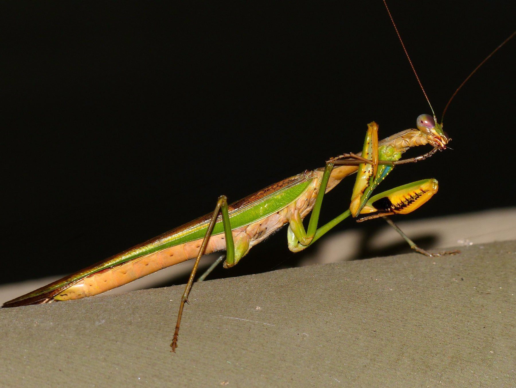 Praying Mantis Page 2 - USMANTIS